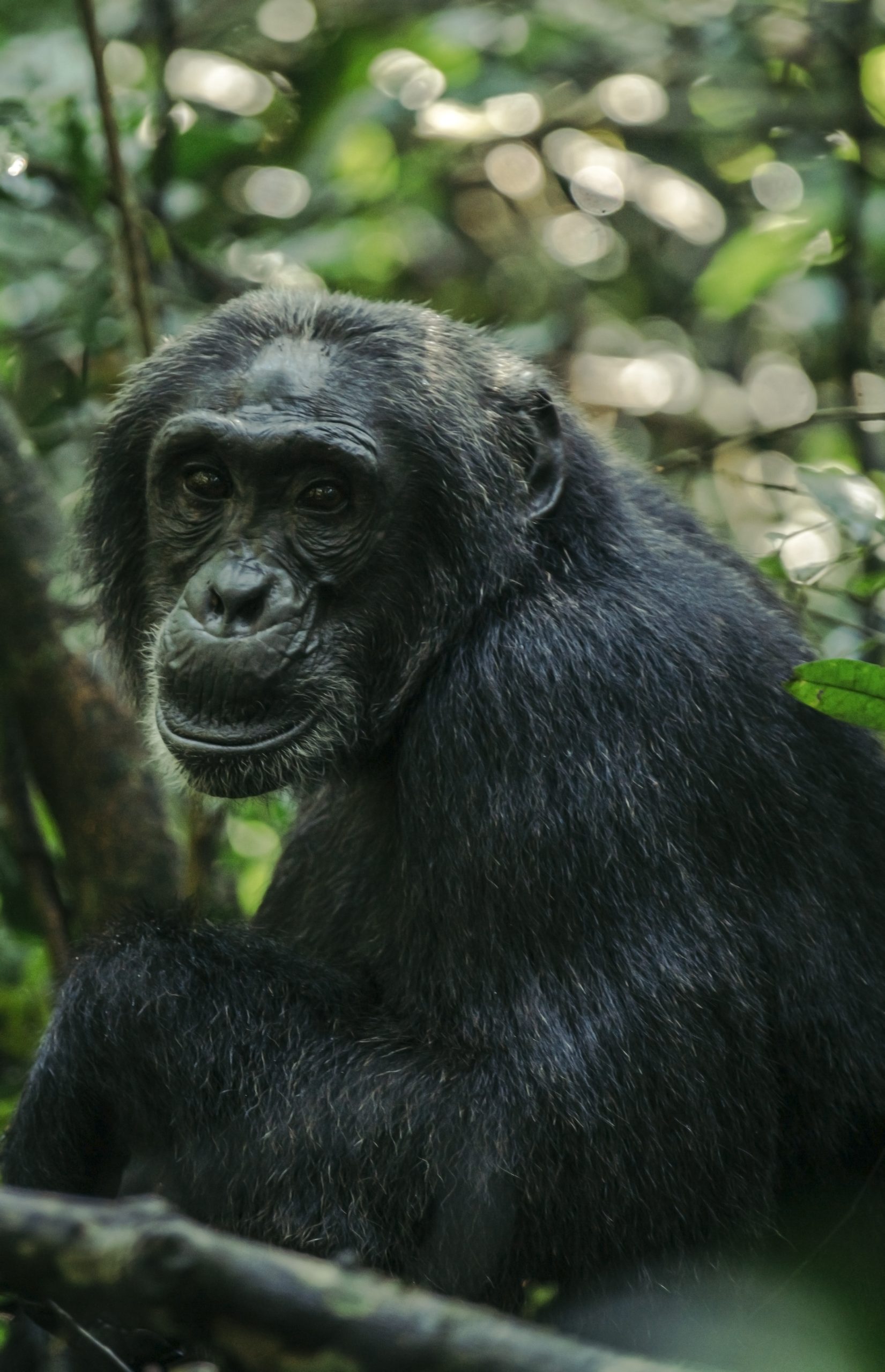 4-Day Gorillas Golden Monkeys & Chimpanzee -Bonobos African