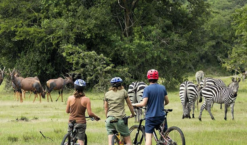 15-Day Cycling in Uganda and Rwanda -Bonobos African Safaris