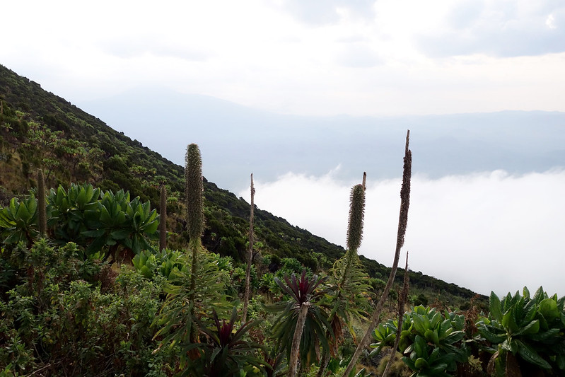 Exploring the Natural Wonders: The Enchanting National Parks of Congo