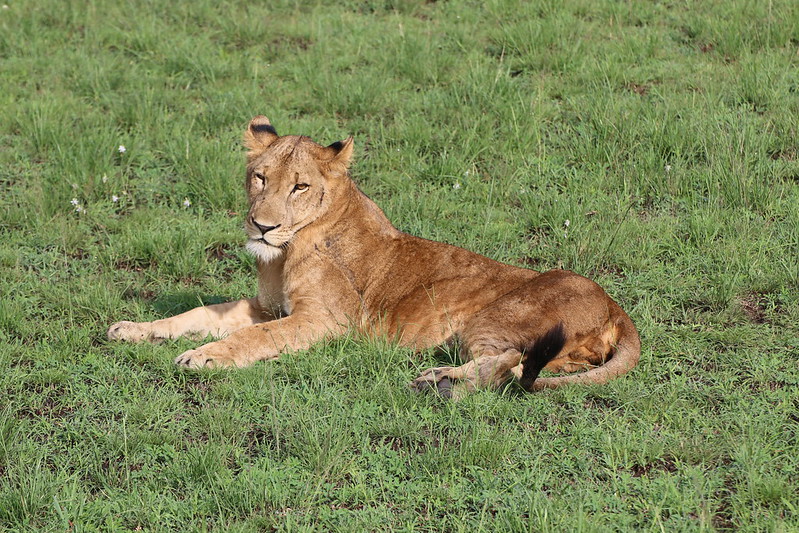 7 Day Kenya Wildlife Safari - Bonobos African Safari Holidays | Gorilla ...